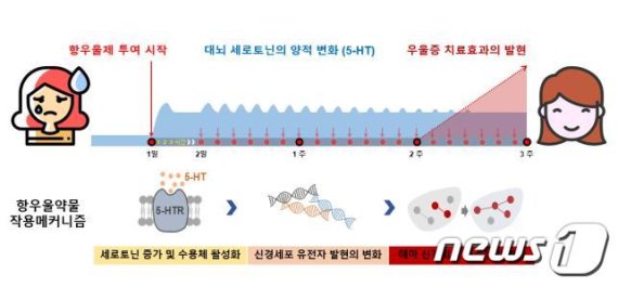 Dgist 연구팀 우울증 치료효과 극대화할 단서 발견 파이낸셜뉴스