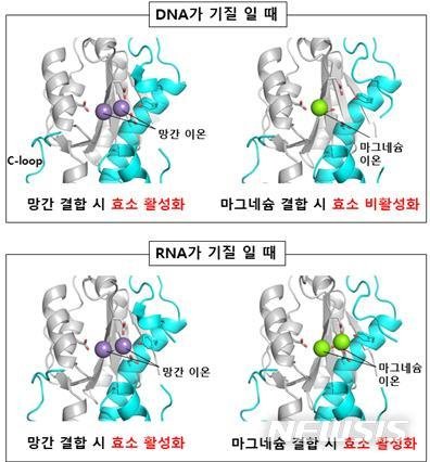 UNIST-서울대 연구팀, 유전체 분해 효소 작동원리 규명 - 파이낸셜뉴스