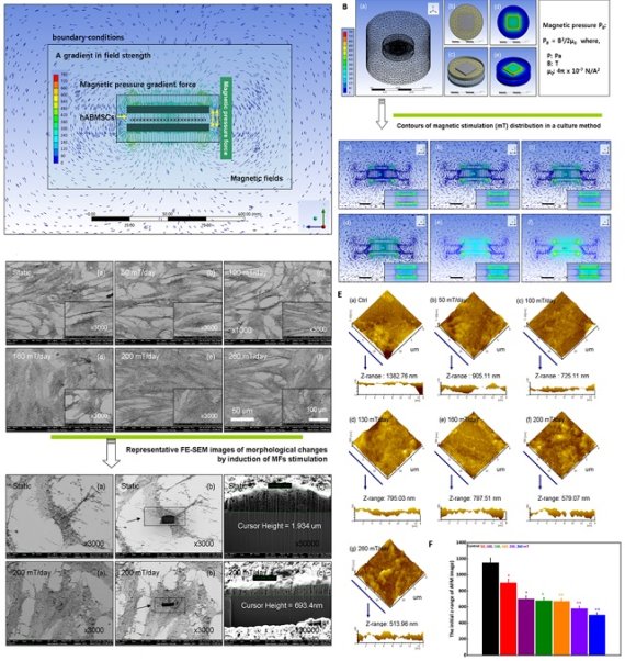 강원대 임기택교수연구팀 자기장 생체자극 줄기세포 분화촉진 기술개발 파이낸셜뉴스