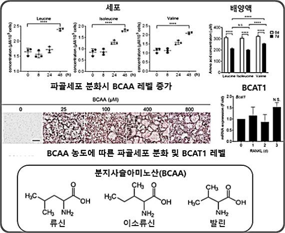 KBSI, 골다공증 치료할 새 치료표적 확인 - 파이낸셜뉴스