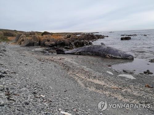 호주 고래 떼죽음 딱 2년만에 같은 곳서 230마리 또 집단 좌초 종합 파이낸셜뉴스