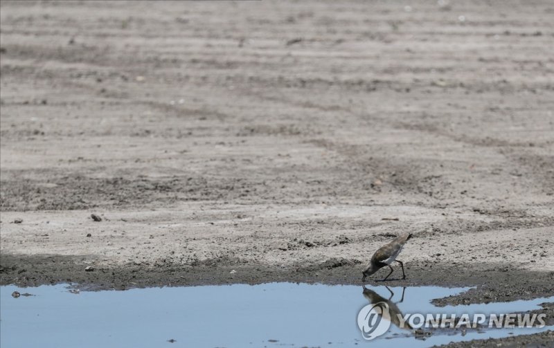 한낮 43도·체감온도 55도…아르헨·파라과이 '뜨거운 12월' - 파이낸셜뉴스