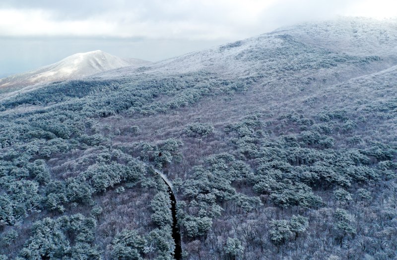 폭설에 설경이 장관 이루는 제주 한라산 1100고지 '한 폭의 그림' [뉴시스Pic] - 파이낸셜뉴스