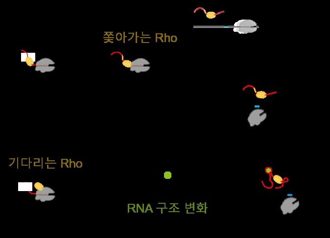 KAIST, RNA 합성 늦춰 효율 높이는 단백질 특성 발견 - 파이낸셜뉴스