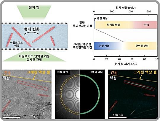 KAIST, 단분자 관찰 기술 개발…알츠하이머 발병 과정 탐색 가능 - 파이낸셜뉴스