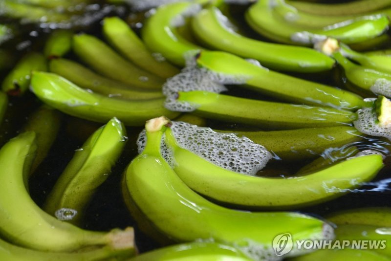 "기후 변화로 바나나 직격탄…가격 오를 것" - 파이낸셜뉴스