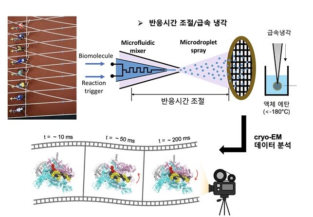 KAIST, 단백질 반응 순간 포착 '초박막 미세유체 분사장치' 개발 - 파이낸셜뉴스